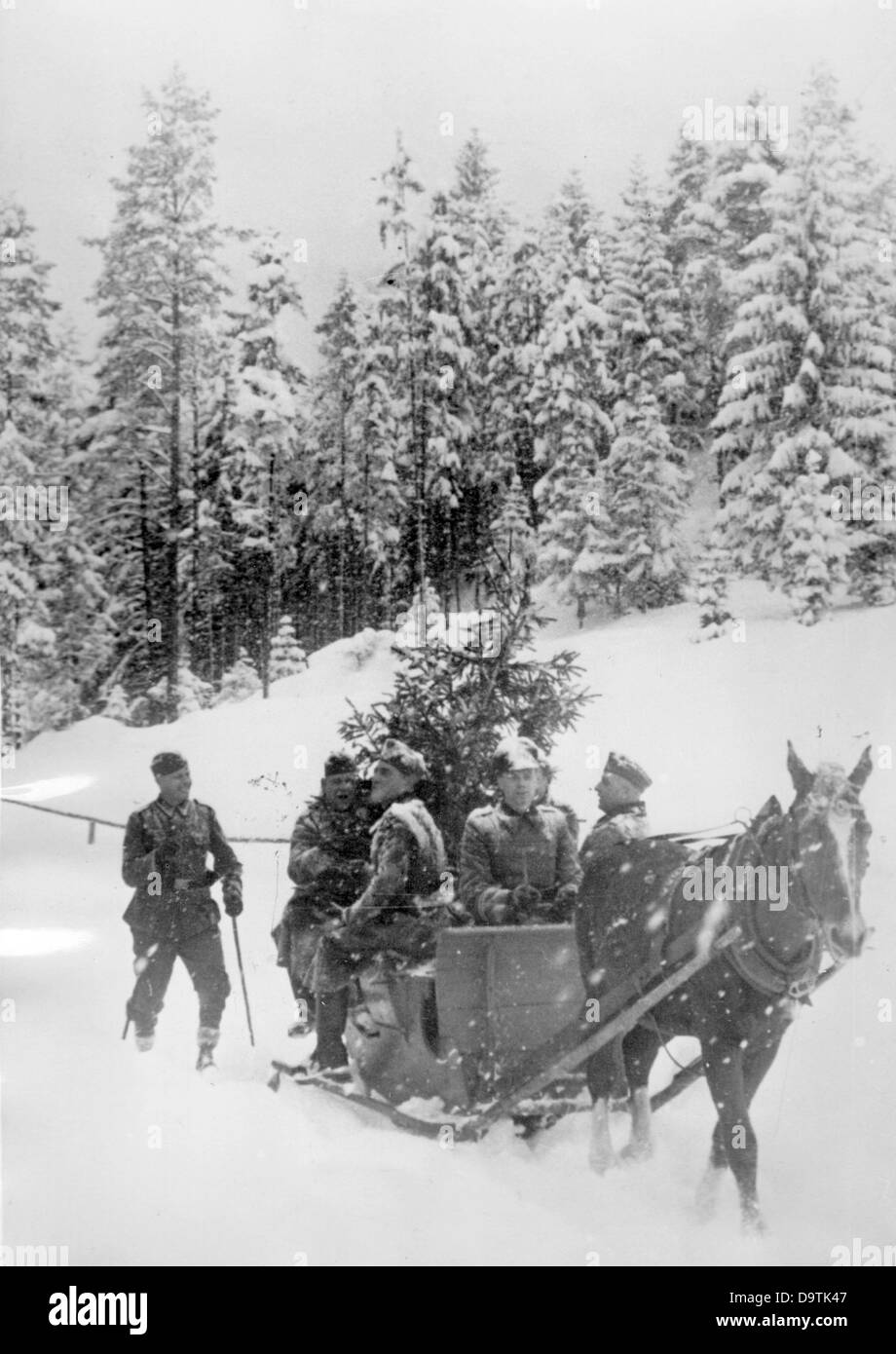 Soldiers of the German Wehrmacht transport a Christmas tree in the High ...