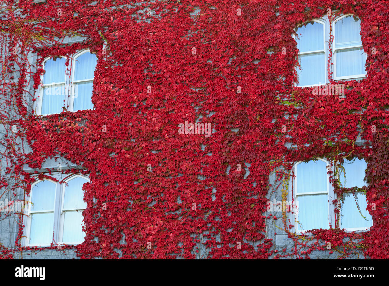 Ireland, Munster, County Clare, Quinn, Windows in Dromoland Castle ...