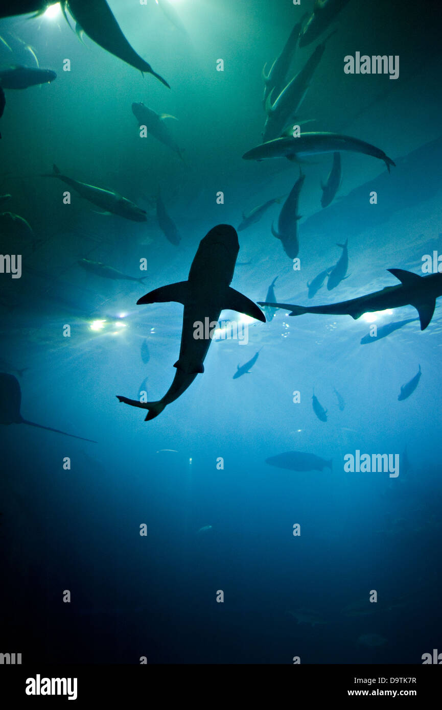 A Grey Reef Shark at The Deep, Hull Stock Photo - Alamy