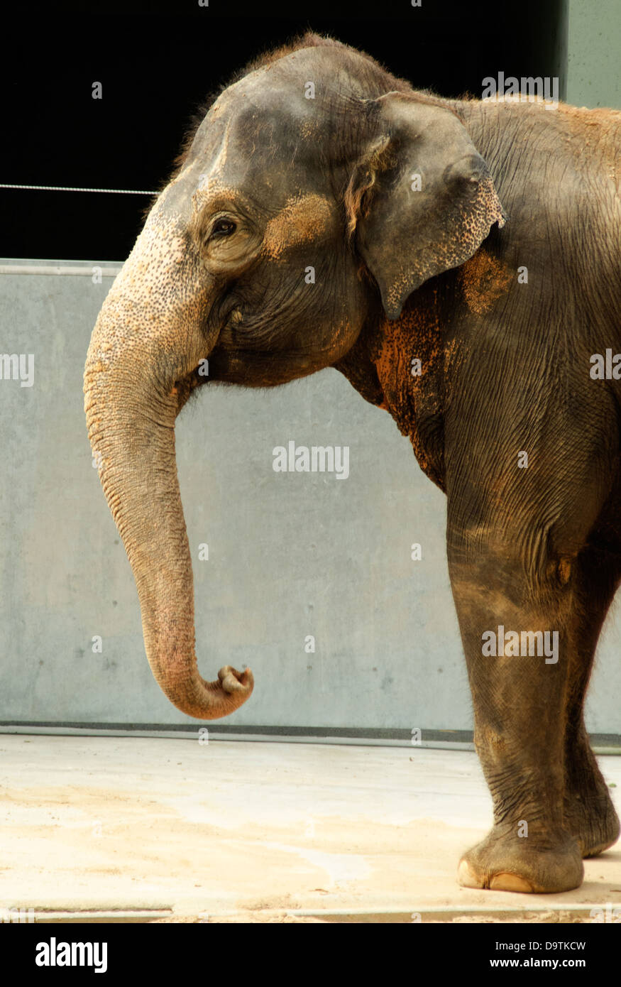 An Indian Elephant in Wilhelma , the Zoo of Stuttgart-Germany Stock ...
