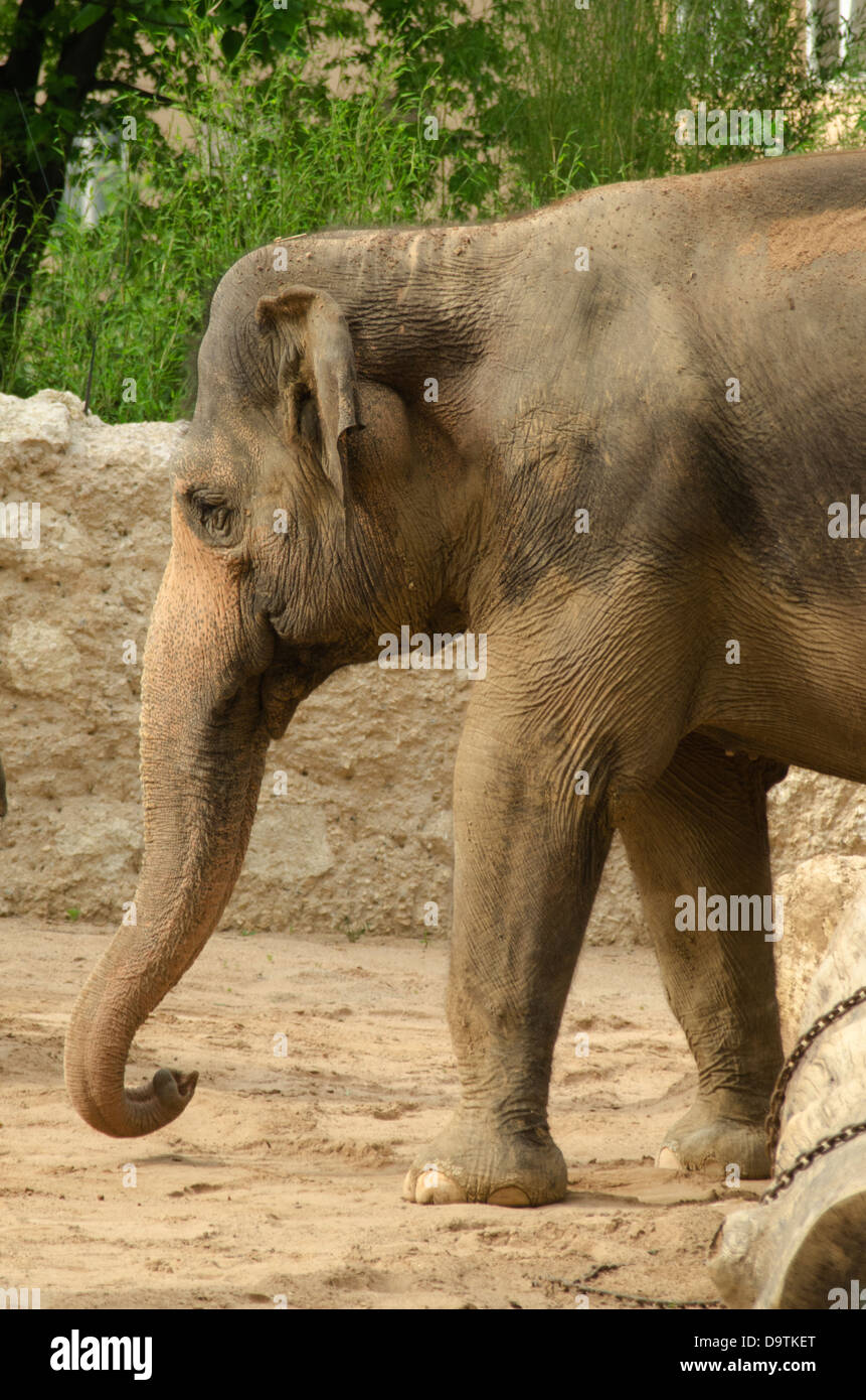 An Indian Elephant in Wilhelma , the Zoo of Stuttgart-Germany Stock ...