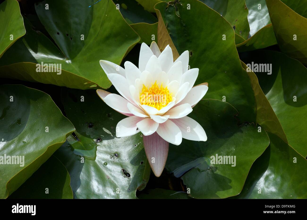 A white water lily grows in a pond near Ludwigslust, Germany, 10 June ...