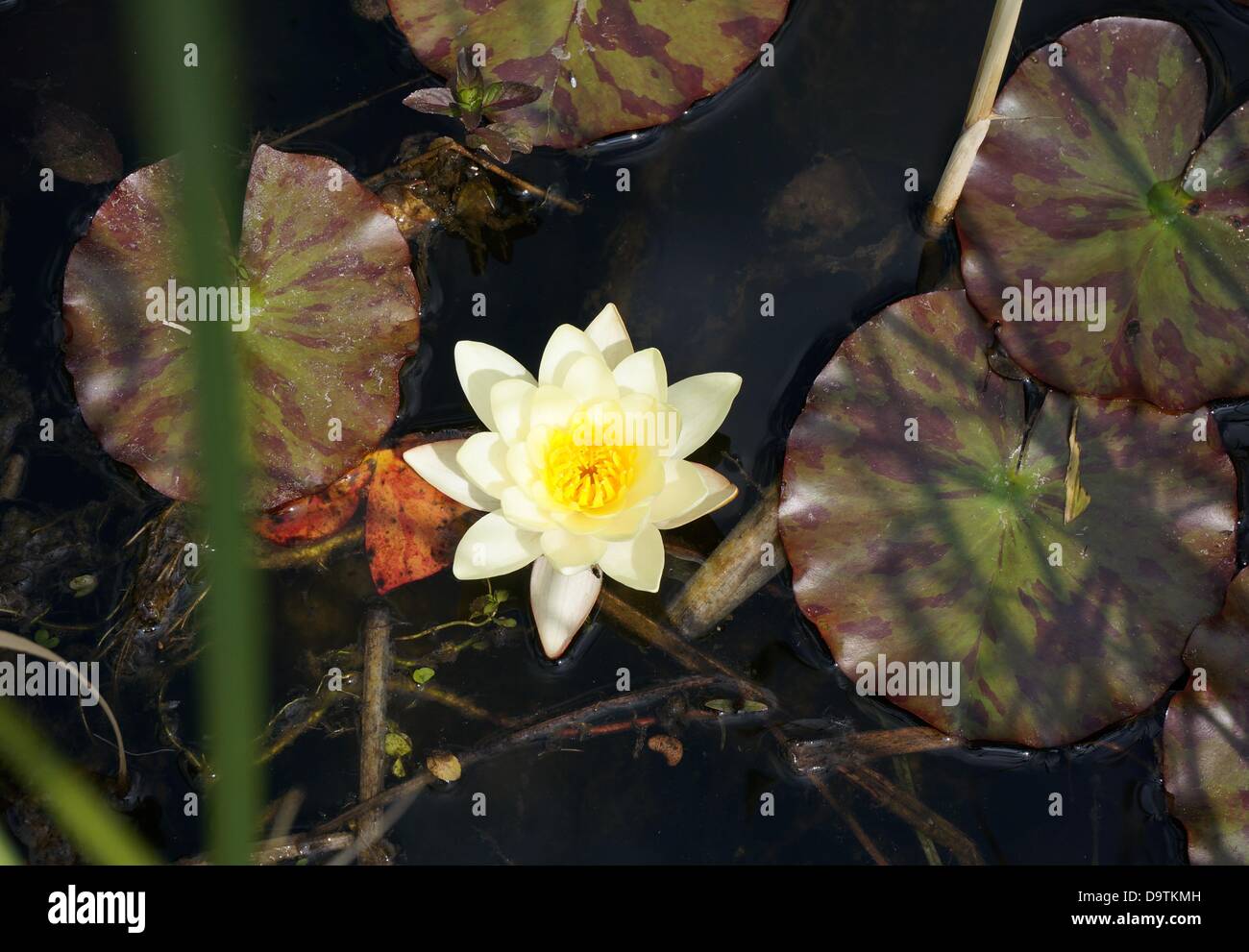 A yellow water lily grows in a pond near Ludwigslust, Germany, 10 June ...