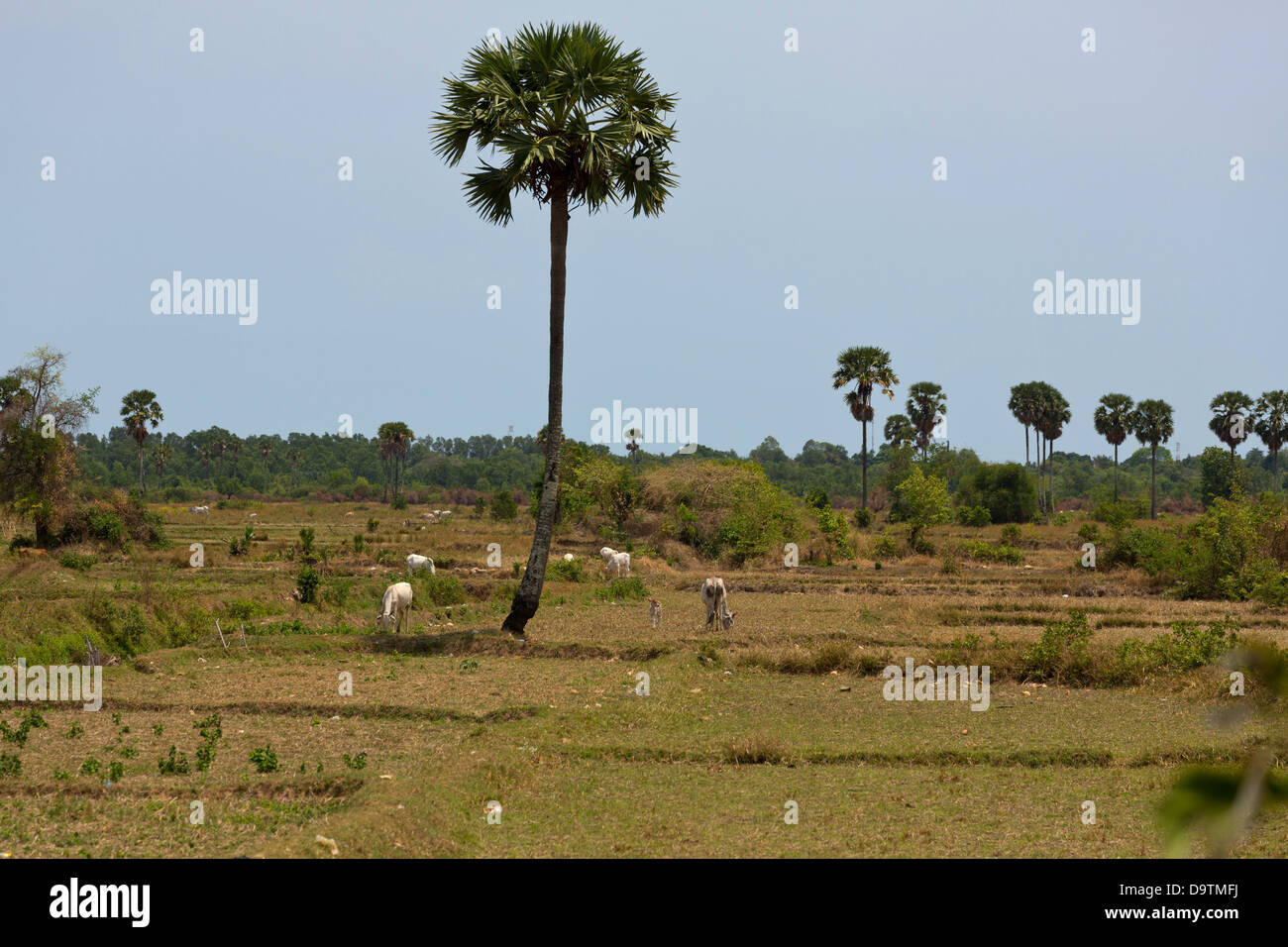 Rural Landscape in the Kampot Province of Cambodia Stock Photo - Alamy