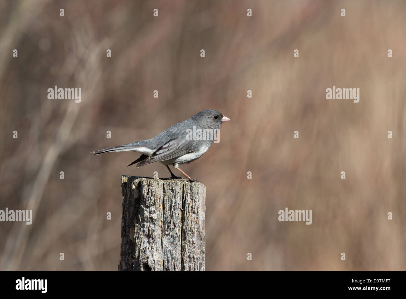 Grey junco bird hi-res stock photography and images - Alamy