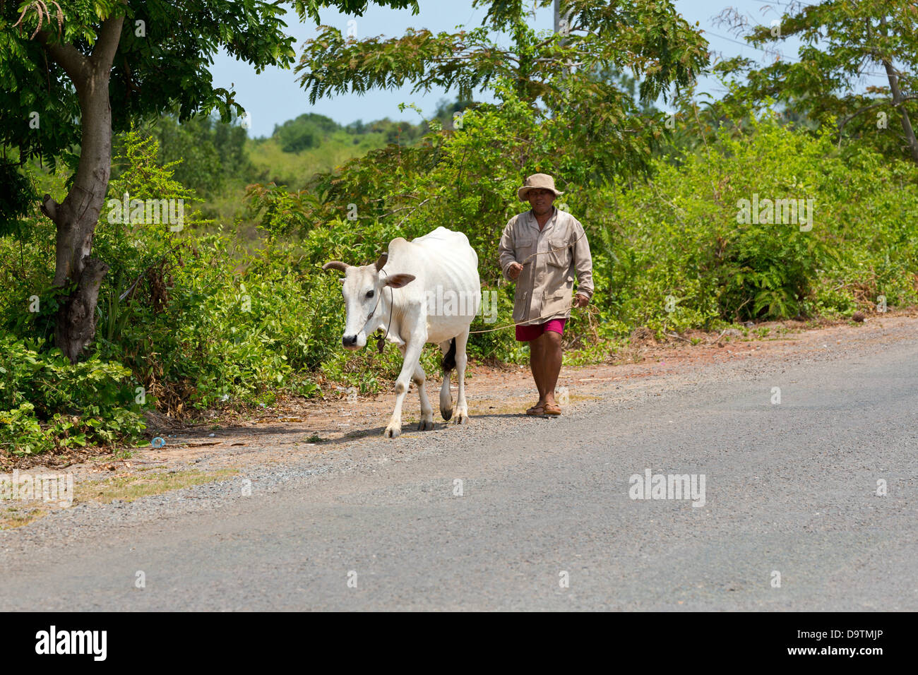 Cow in the Province of Kampot in Cambodia Stock Photo - Alamy