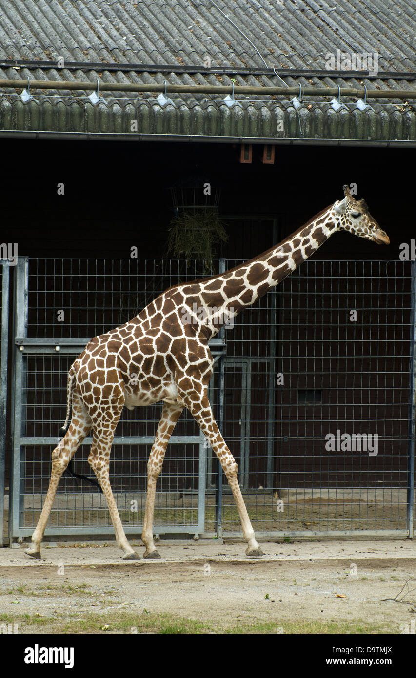 Giraffa c reticulata hi-res stock photography and images - Alamy
