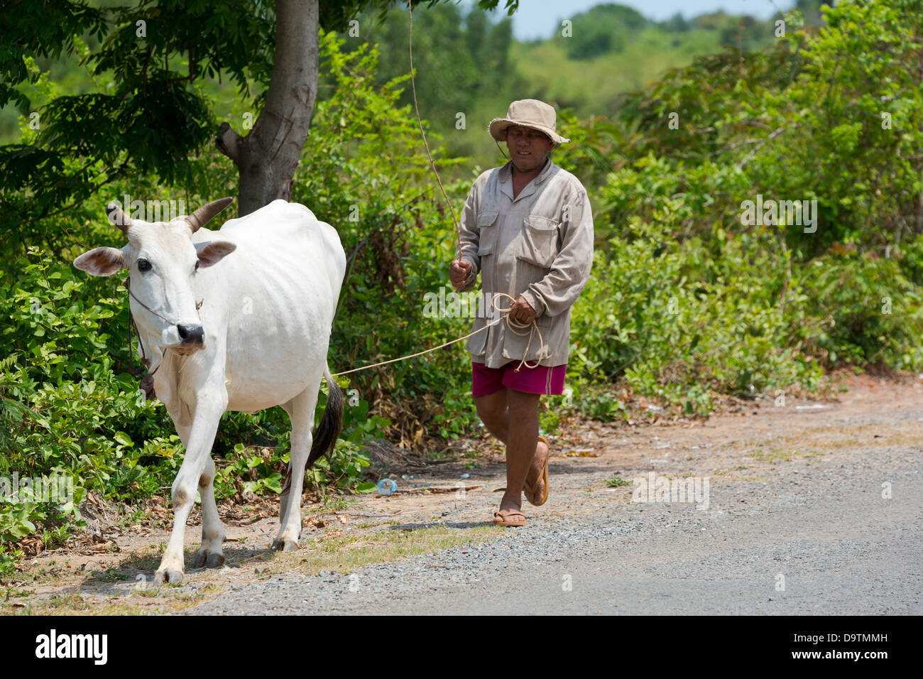 Cow in the Province of Kampot in Cambodia Stock Photo - Alamy