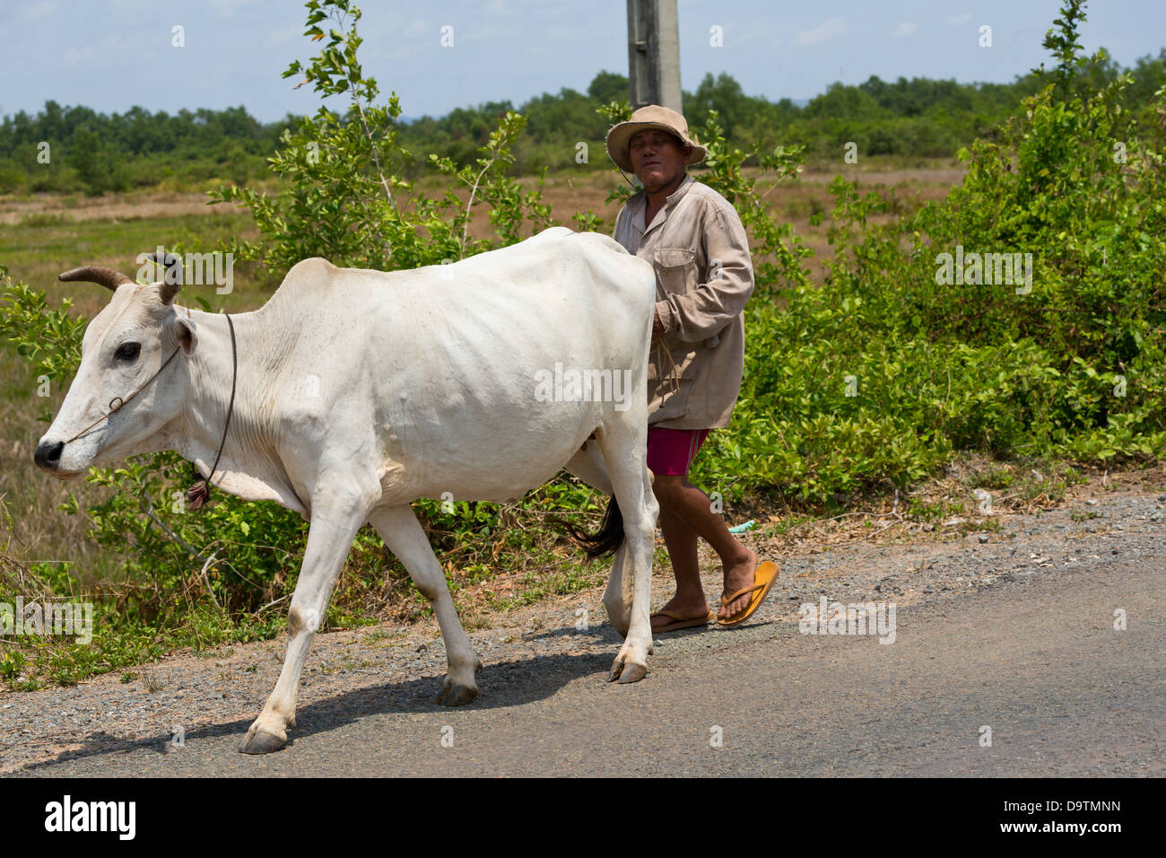 Cow in the Province of Kampot in Cambodia Stock Photo - Alamy