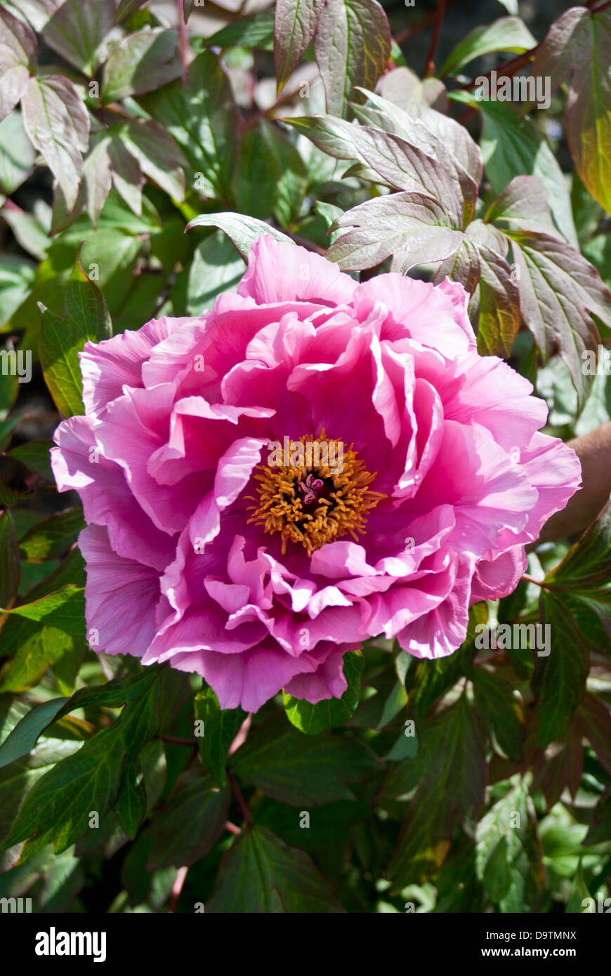 Peony, Paeonia suffruticosa 'Raphael' Stock Photo - Alamy