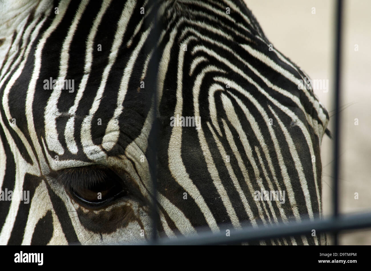 A Zebra photographed in Wilhelma the Zoo of the city of Stuttgart ...