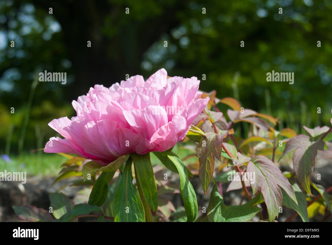 Peony, Paeonia suffruticosa 'Raphael' Stock Photo - Alamy