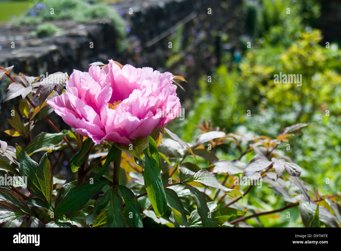 Peony, Paeonia suffruticosa 'Raphael' Stock Photo - Alamy