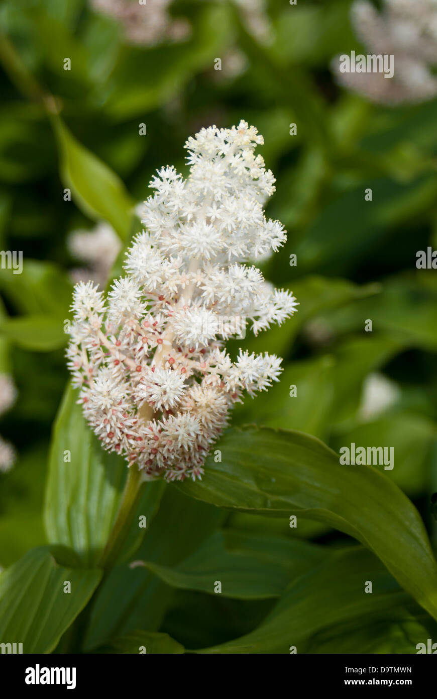 Smilacina racemosa hi-res stock photography and images - Alamy