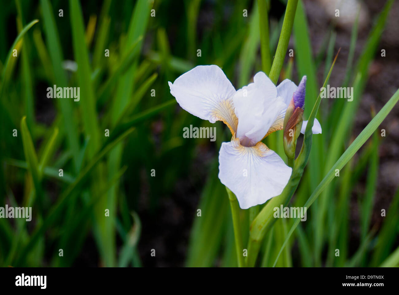 The iris may hi-res stock photography and images - Alamy