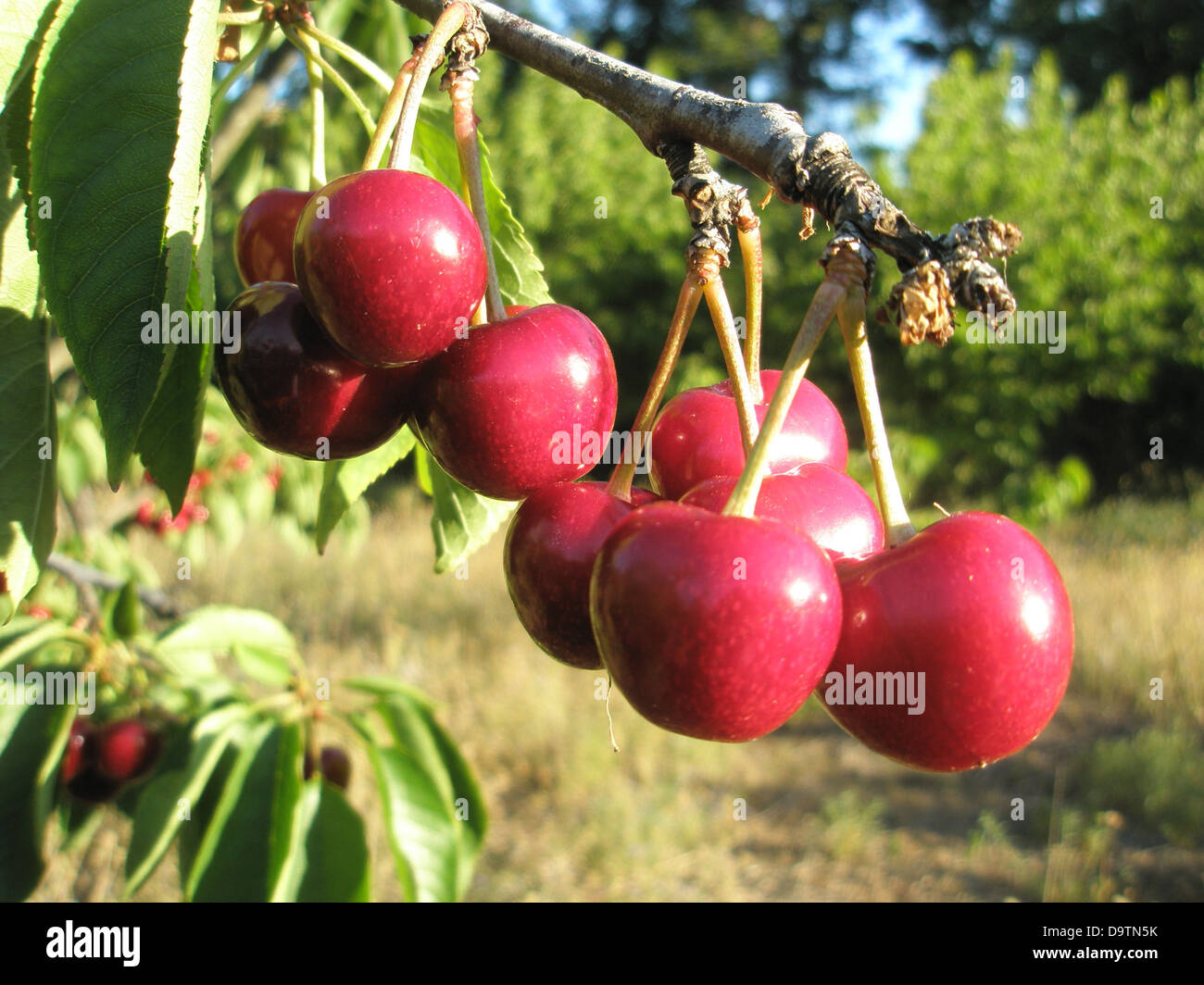 A cherry tree laden with bright red cherries in full bloom. Cherries ...