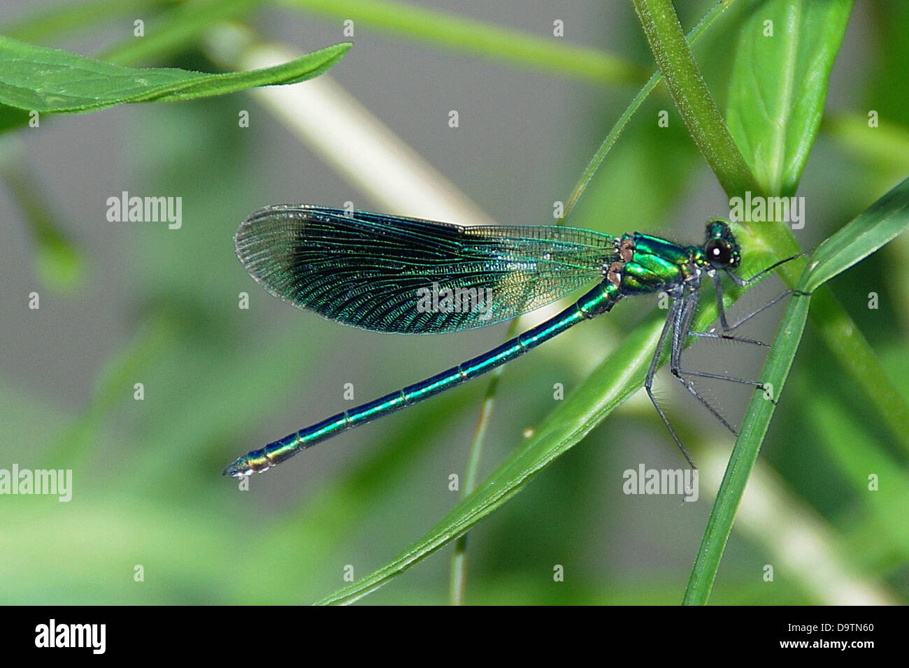 The Dragonfly Demoiselle is a species of damselfly known for its ...