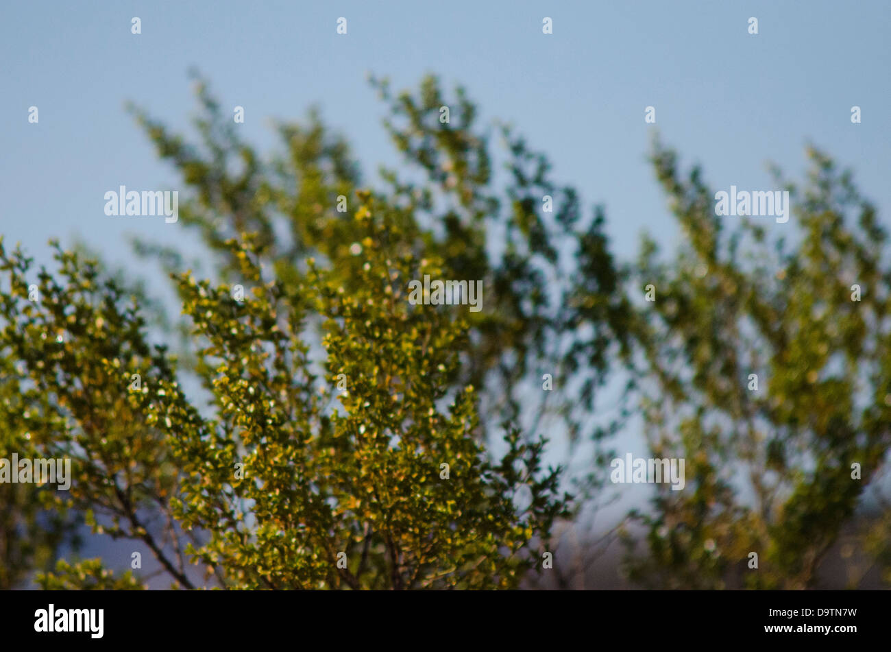 bush, rocks, mojave, larrea tridentata, sand, scrub, gravel, wilderness ...