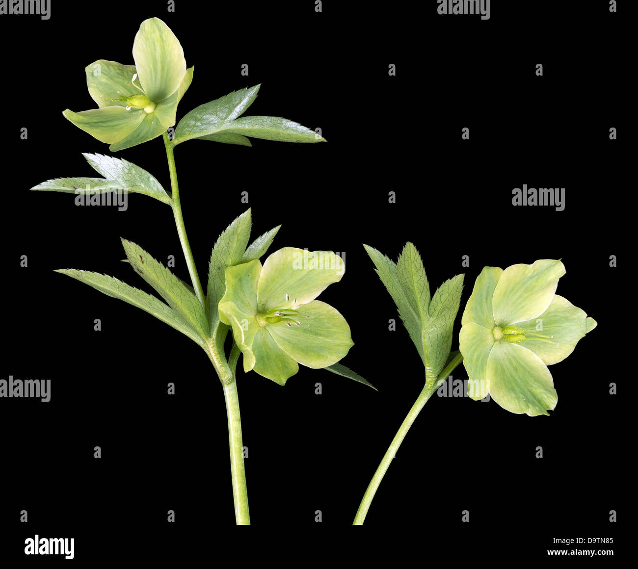 Green hellebore, Lenten Rose Stock Photo - Alamy