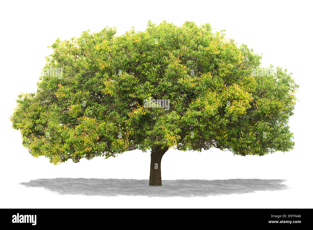 Tree isolated on a white background Stock Photo - Alamy