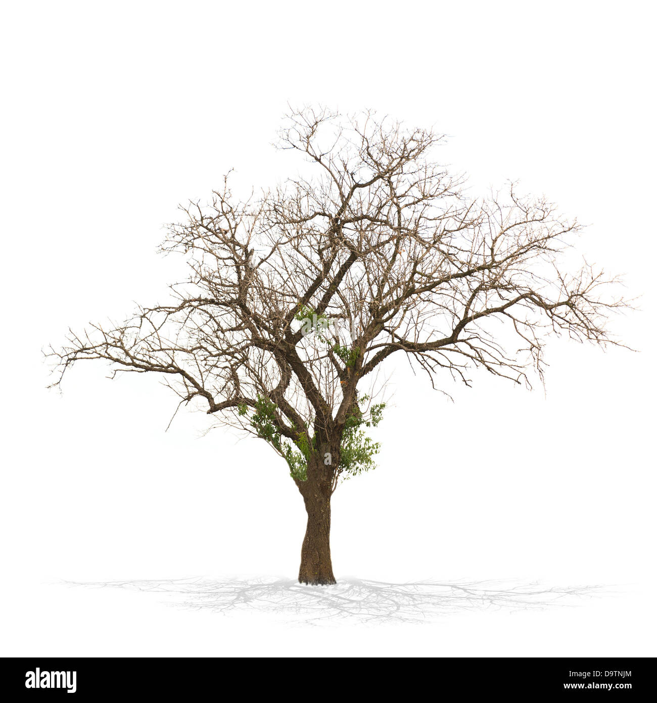 Dry dead tree isolated on white Stock Photo - Alamy