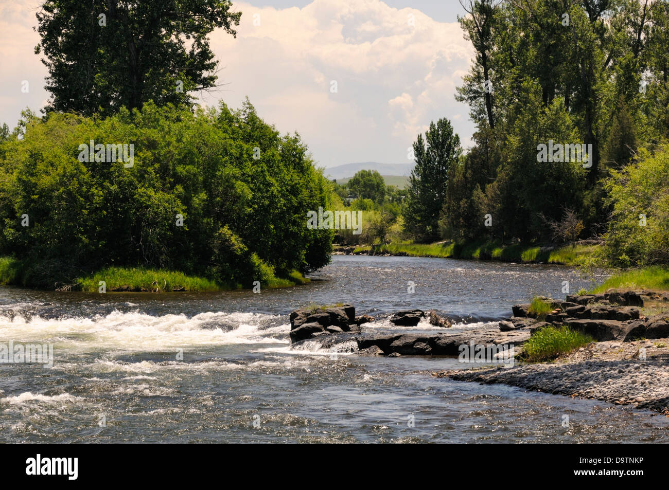 Thick greenery hi-res stock photography and images - Alamy