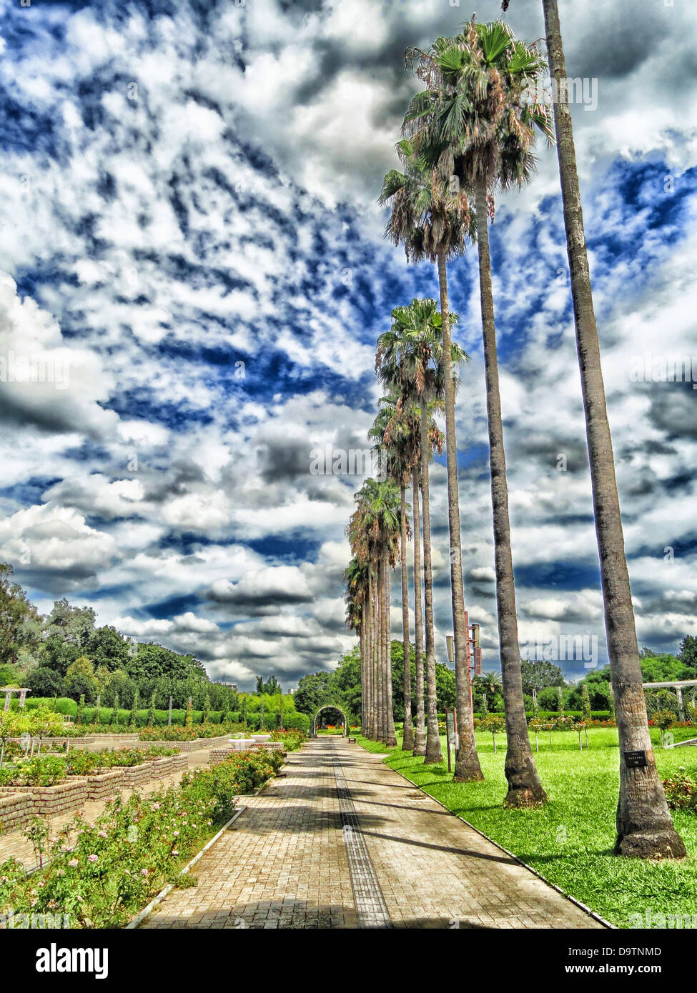 osaka japan botanical garden hdr palms palm trees Stock Photo - Alamy