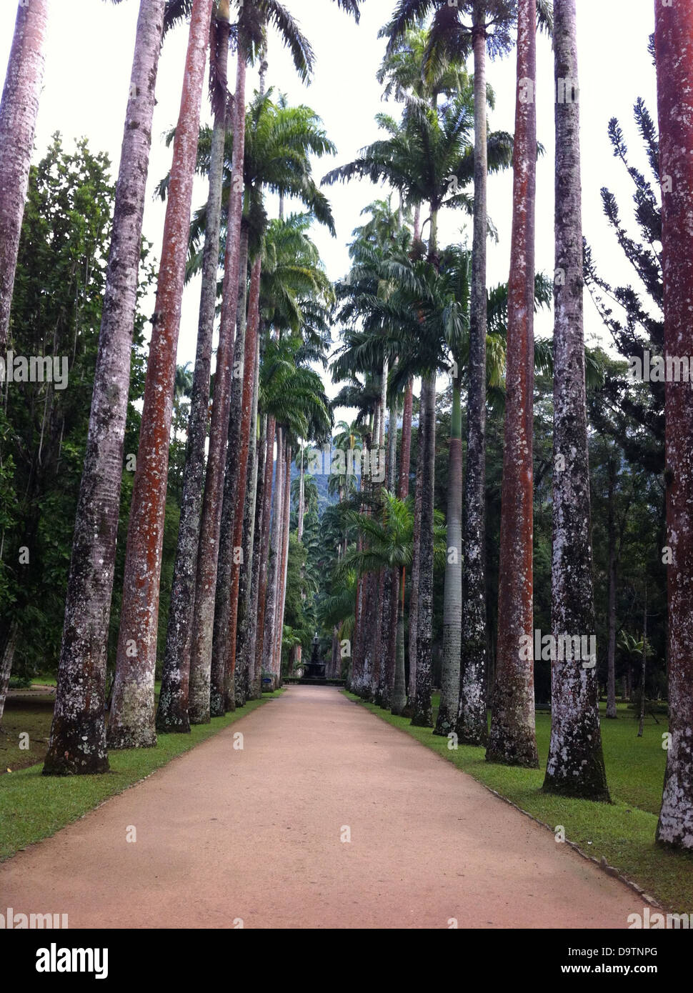 trees botanical garden nature forest tree Stock Photo - Alamy