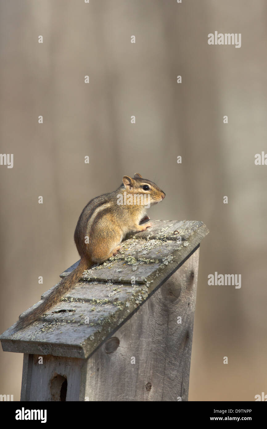 Spring chipmunk hi-res stock photography and images - Alamy