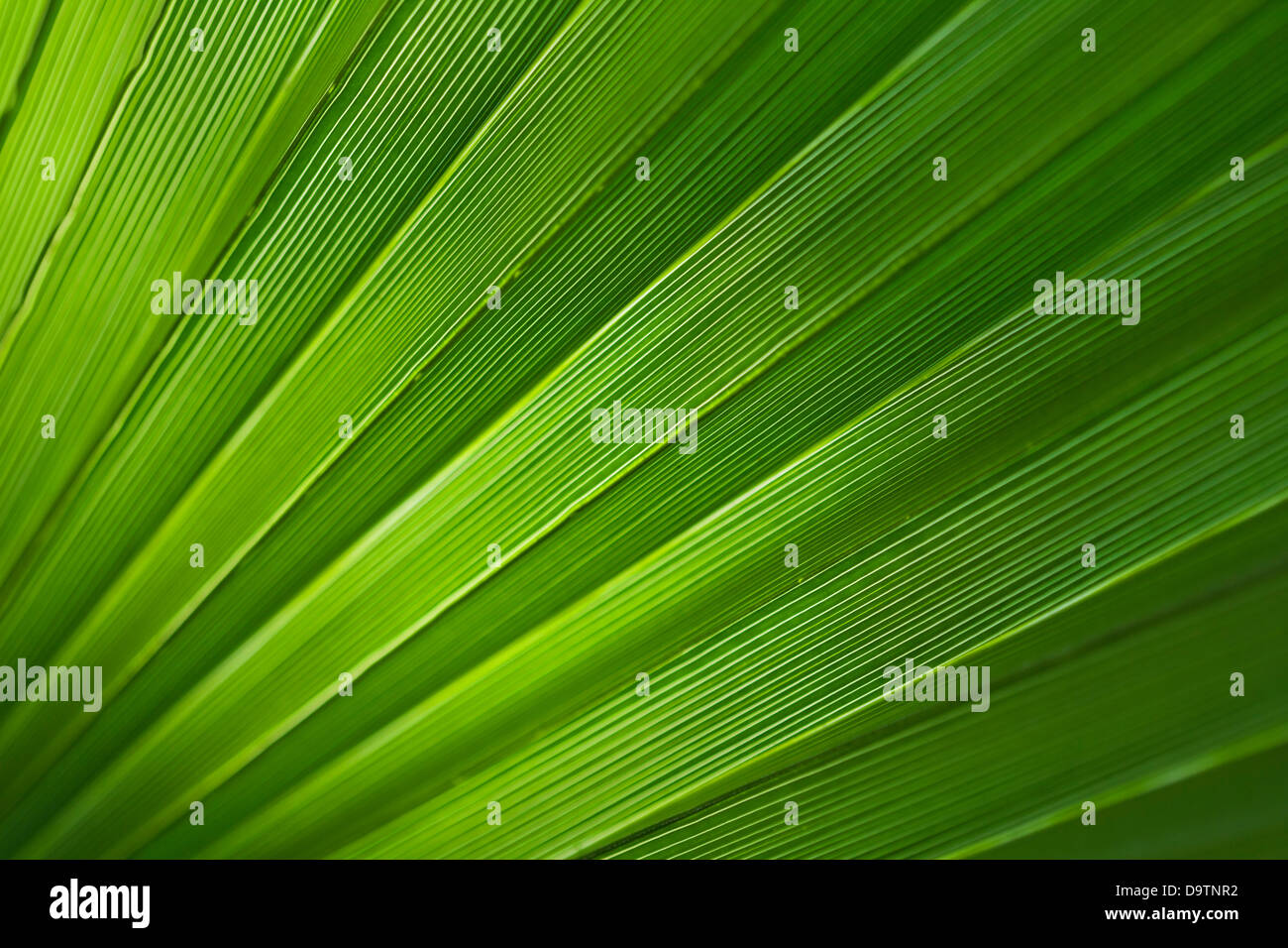 Texture of palm leaf hi-res stock photography and images - Alamy