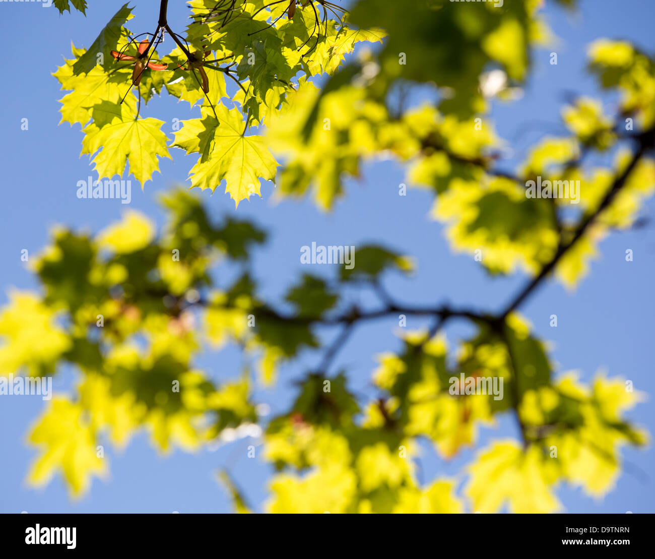 Maple ( acer ) tree branch against blue sky , Finland Stock Photo - Alamy