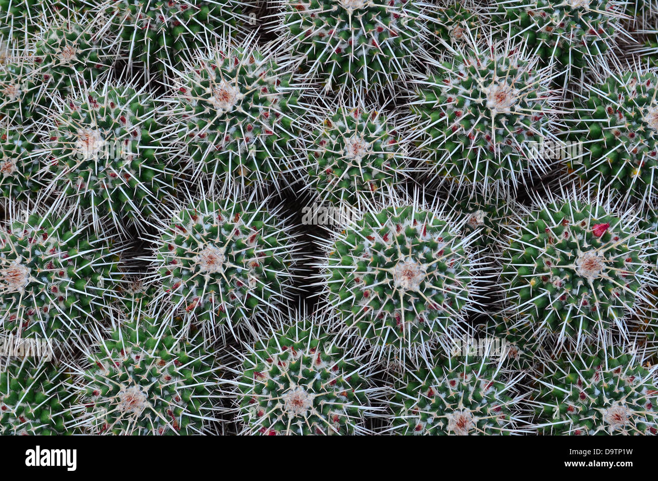 Needles and pins, green background cactus pattern Stock Photo - Alamy
