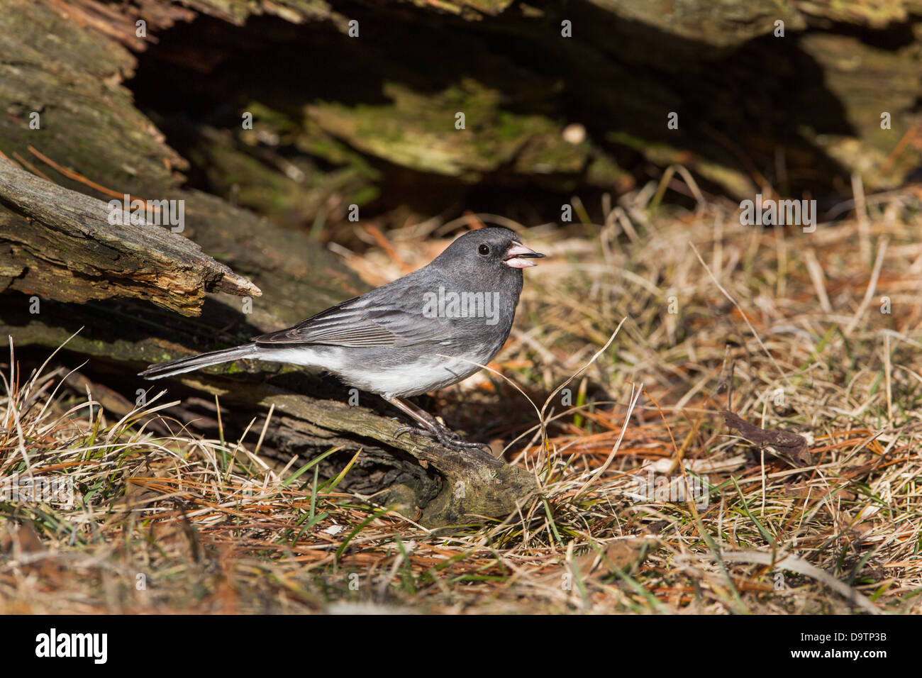 Brown junco bird hi-res stock photography and images - Alamy