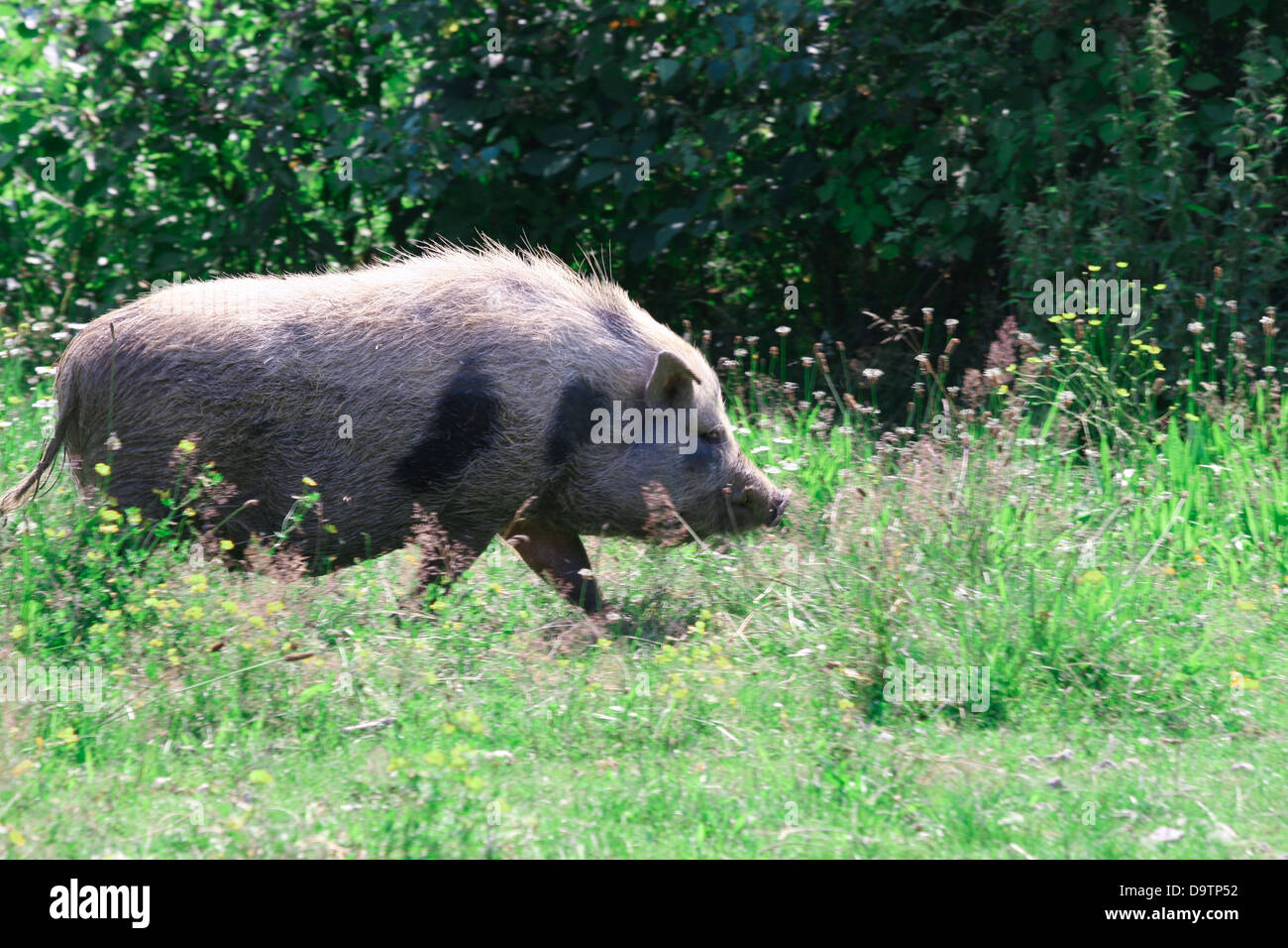 Wild boar run wild around Stock Photo - Alamy