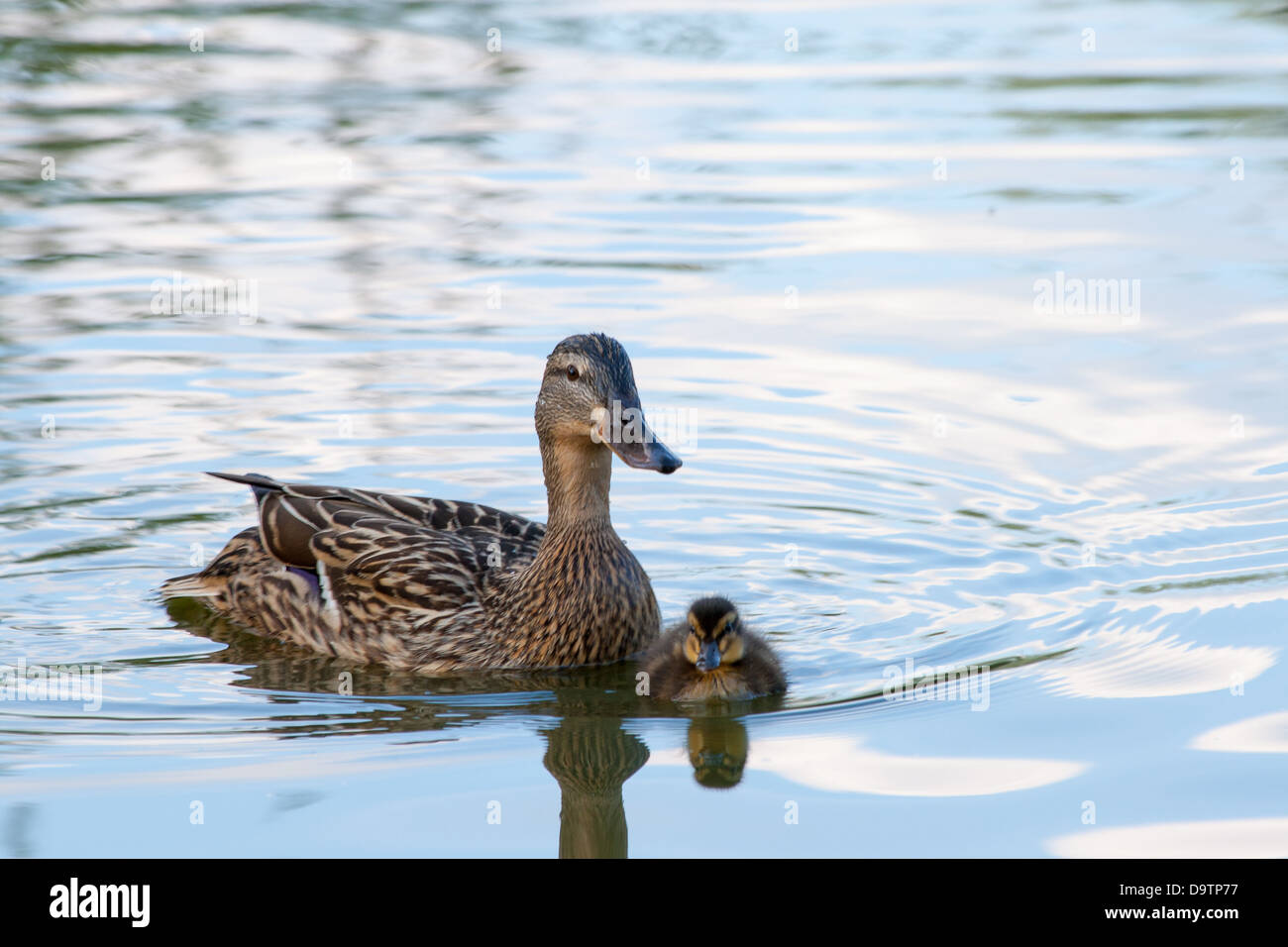 Mother duck with chicks Stock Photo - Alamy