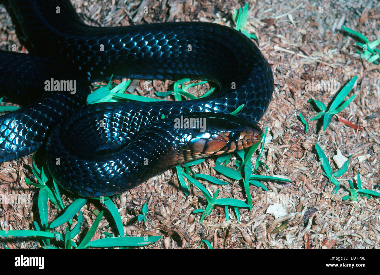 Indigo snake hi-res stock photography and images - Alamy