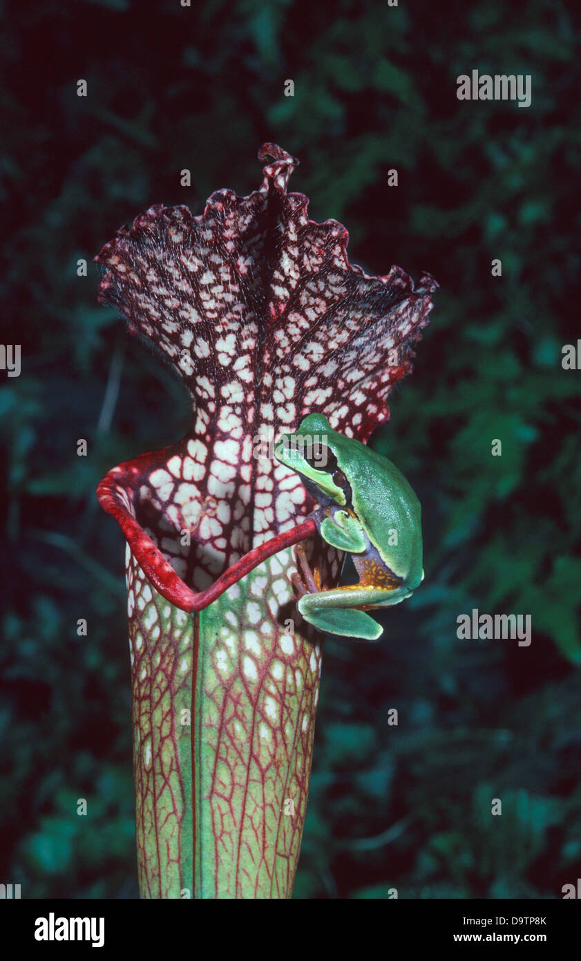 Pitcher Plant Eating Frog