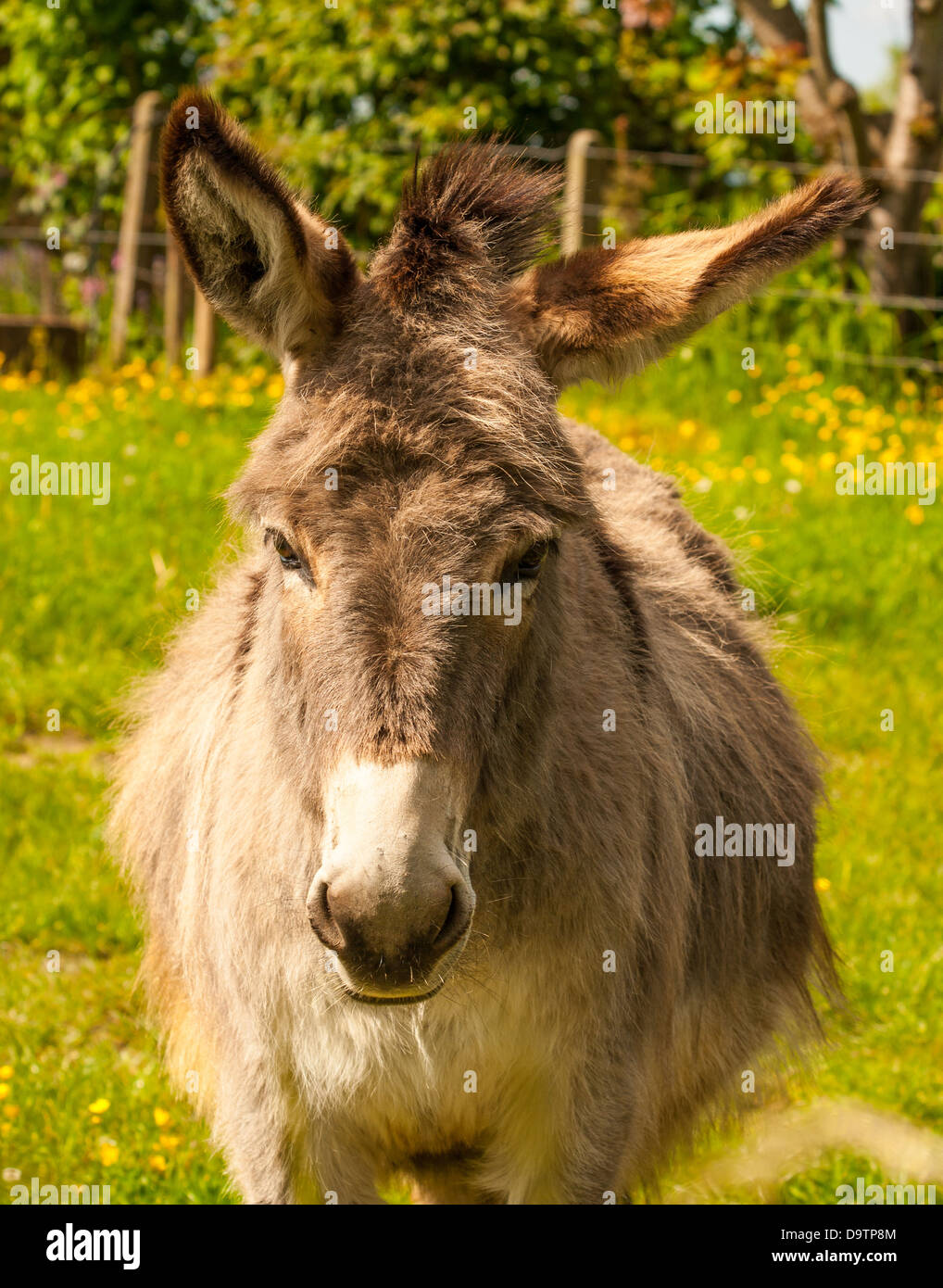 Donkey field hi-res stock photography and images - Alamy