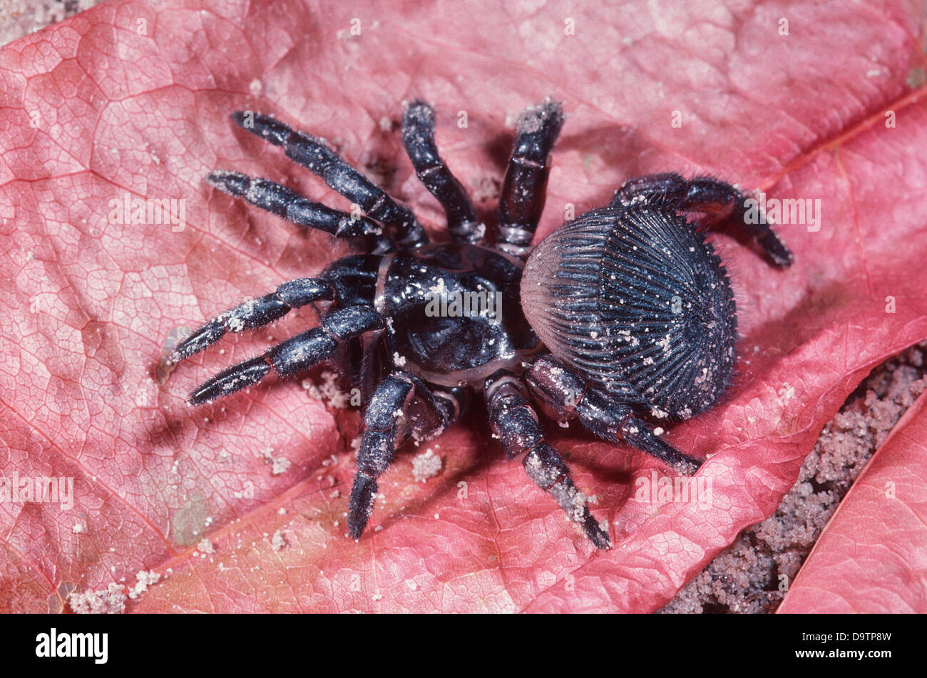 Cyclocosmia Trapdoor Spider