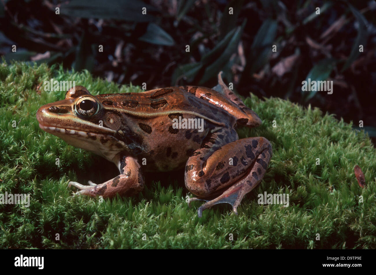 Rana Utricularia High Resolution Stock Photography and Images - Alamy