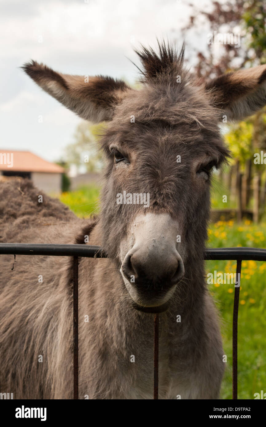 Funny mule in a Field on a sunny day Stock Photo - Alamy