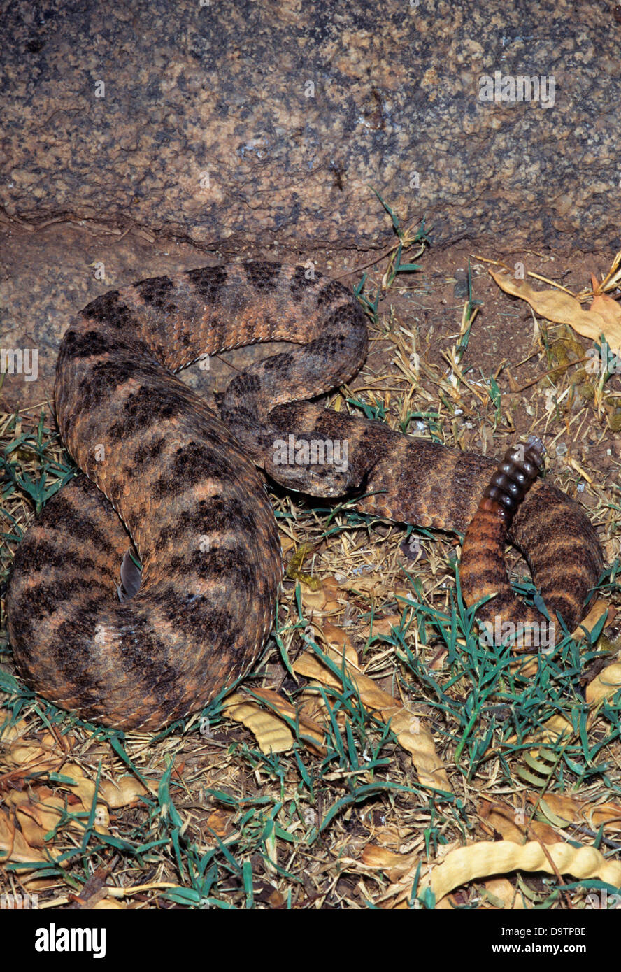 Tiger Rattlesnake Crotalus Tigris High Resolution Stock Photography and ...