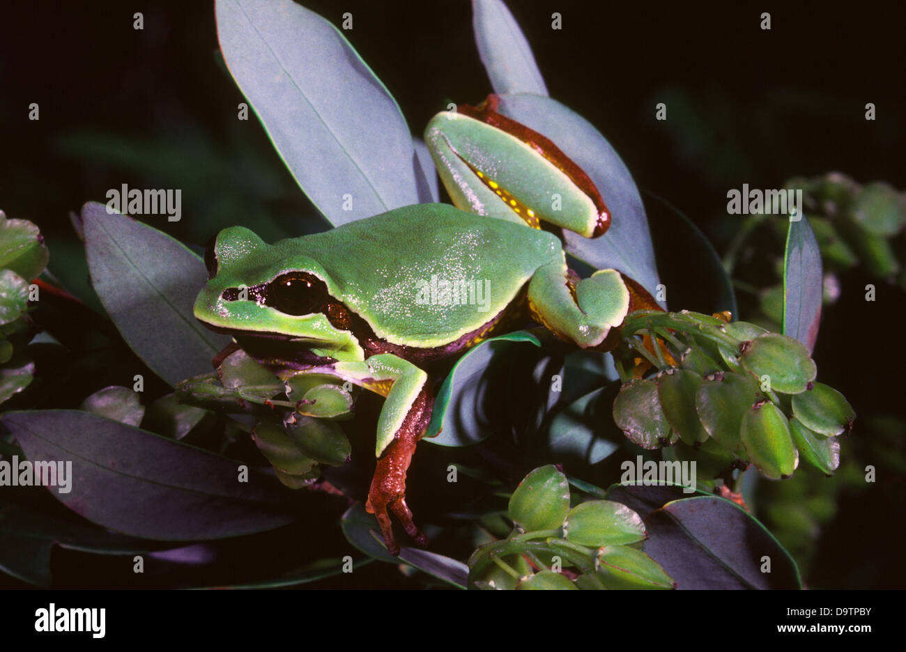 Pine barrens treefrog hi-res stock photography and images - Alamy