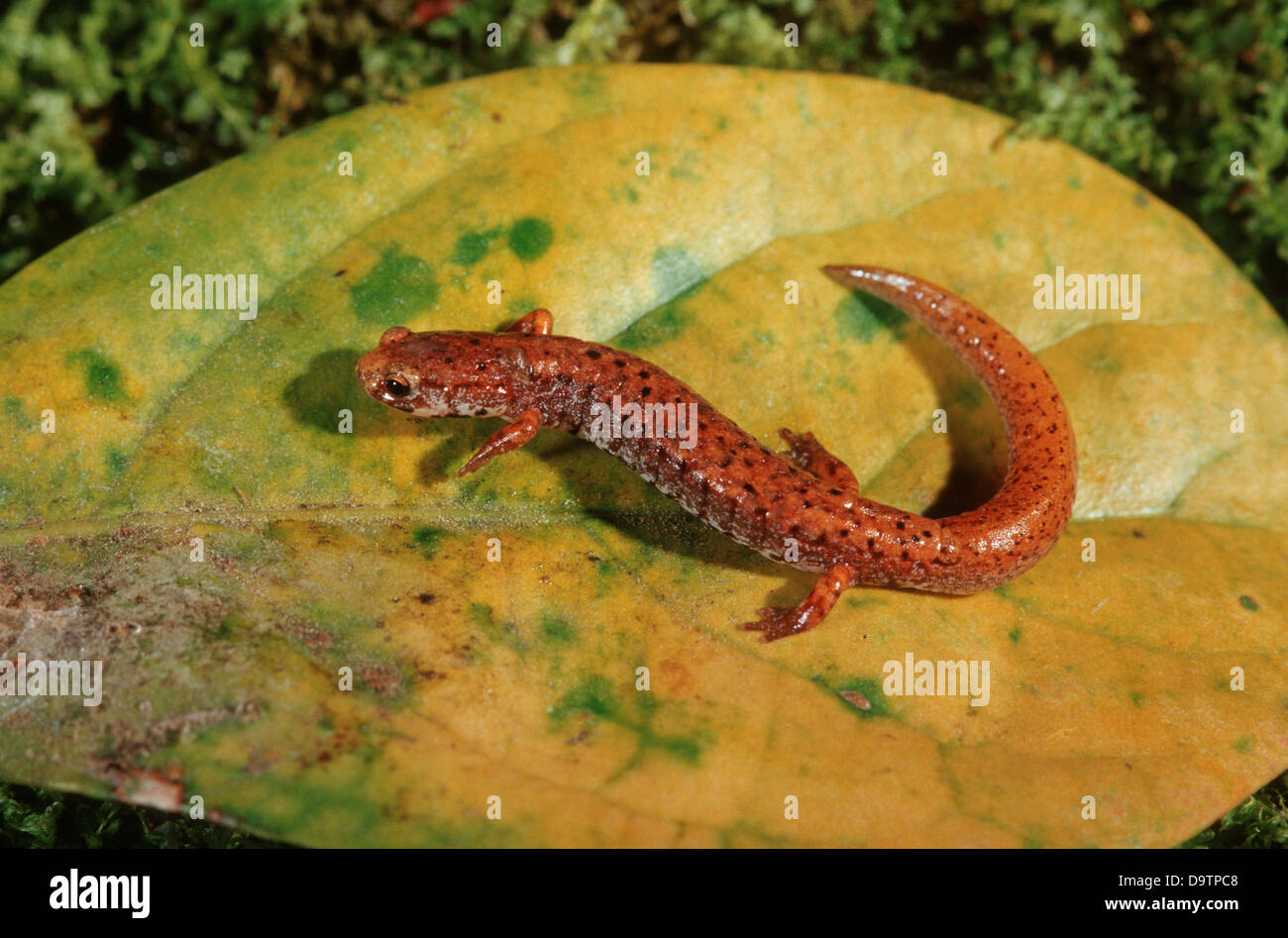 USA, Florida, Four-toed Salamander (Hemidactylium scutatum Stock Photo ...