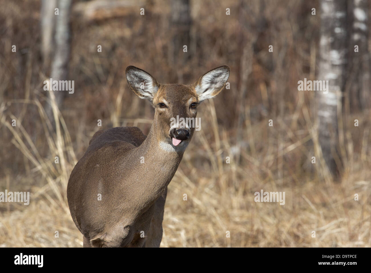 Funny deer tongue hi-res stock photography and images - Alamy