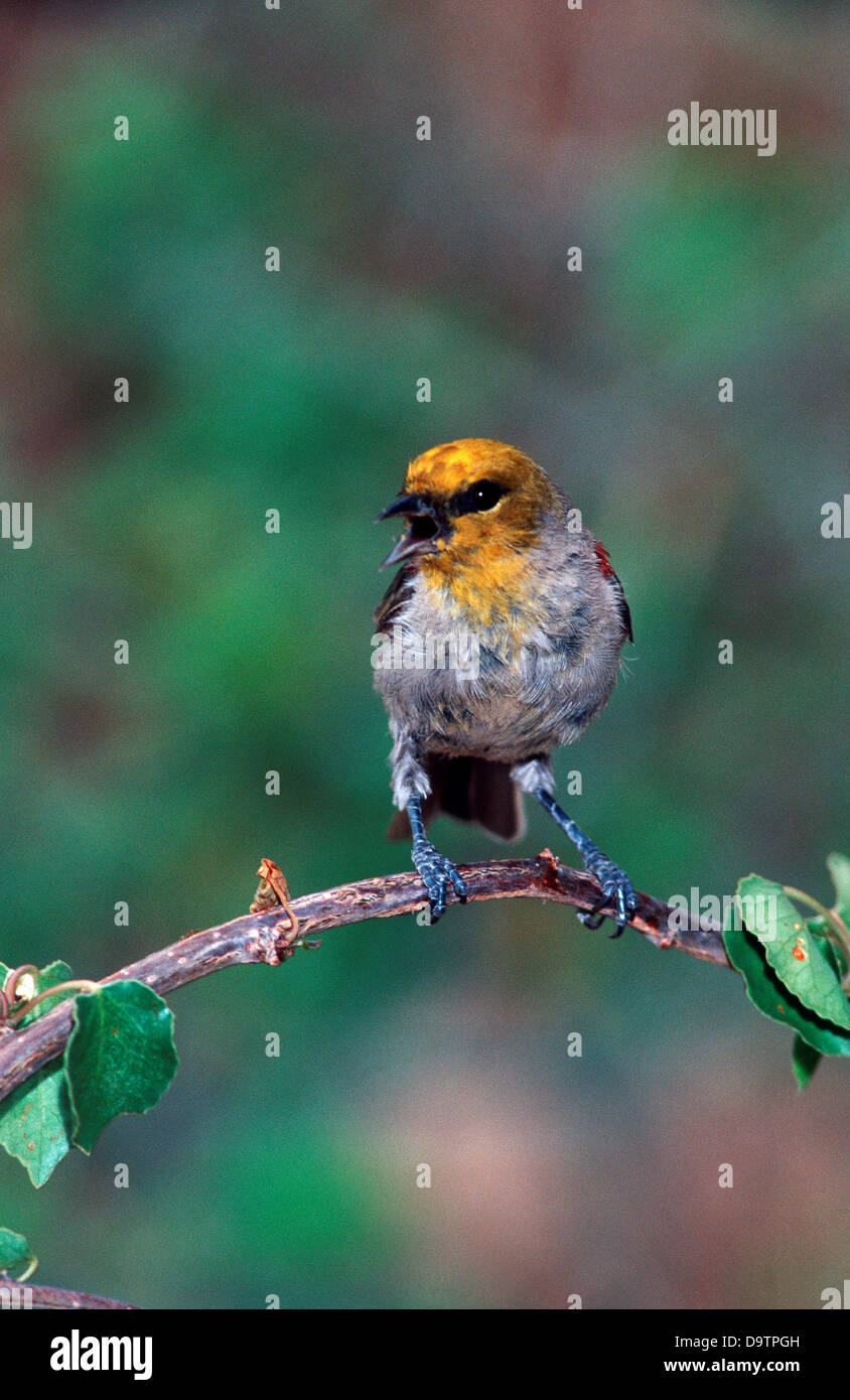 USA, Arizona, Verdin (Auriparus flaviceps), Male animal Stock Photo - Alamy