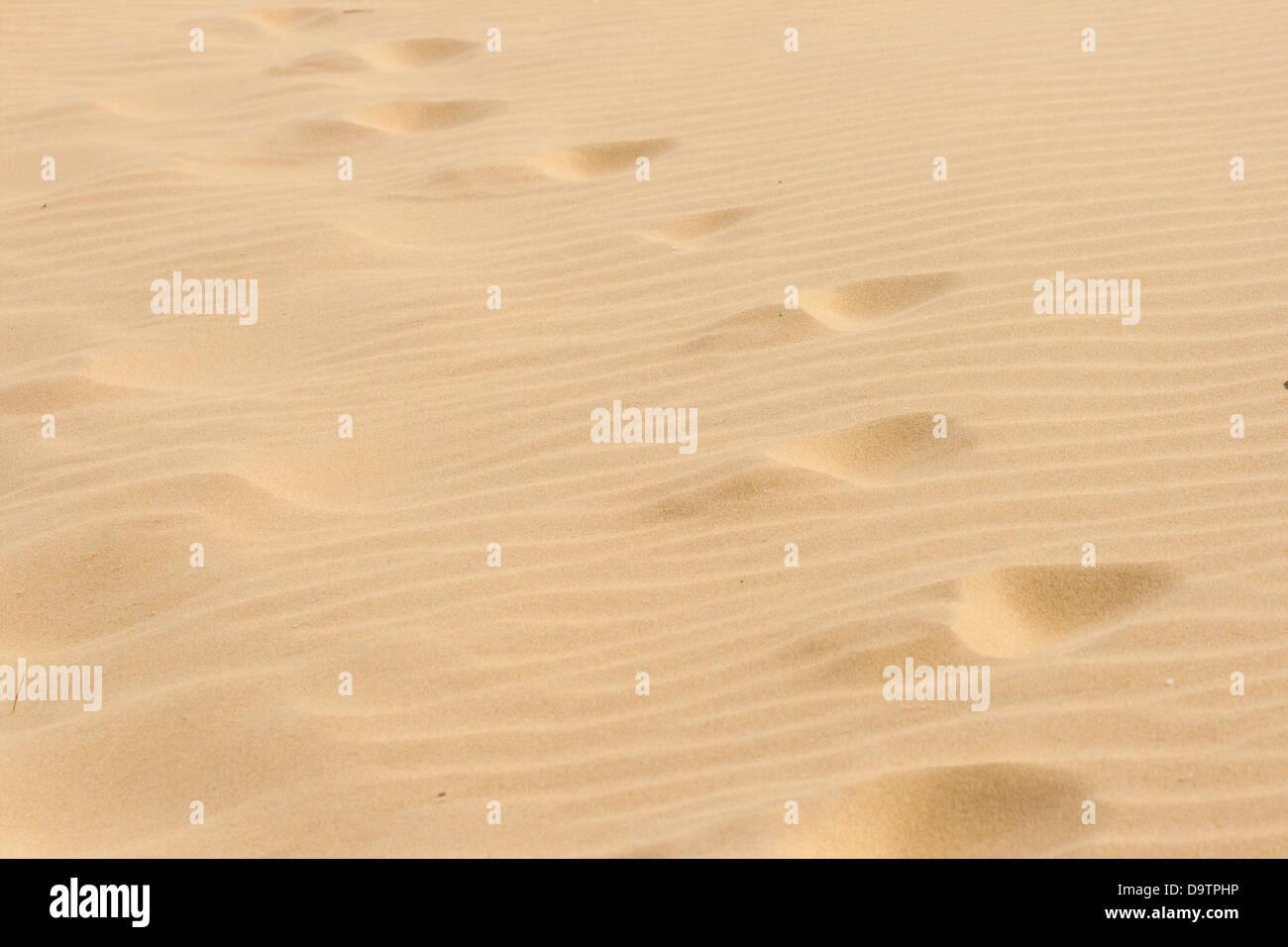 Footsteps in the dry hot sand Stock Photo - Alamy