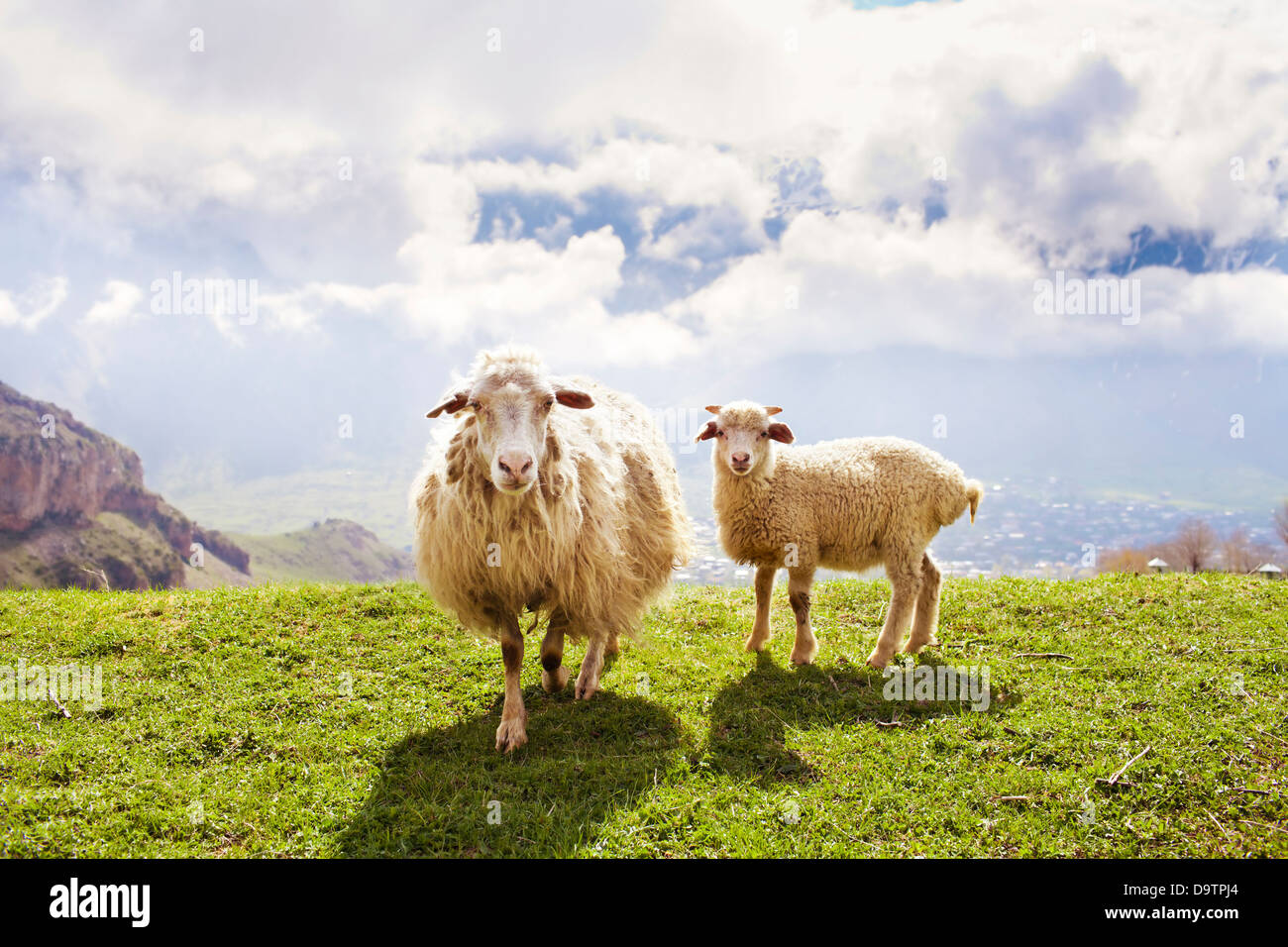 Sheep in mountains hi-res stock photography and images - Alamy