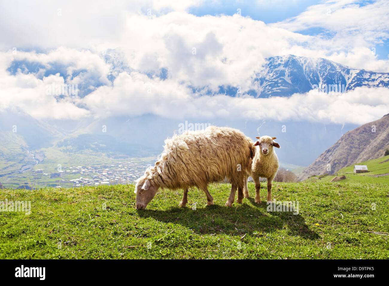 Sheep in mountains rural hi-res stock photography and images - Alamy