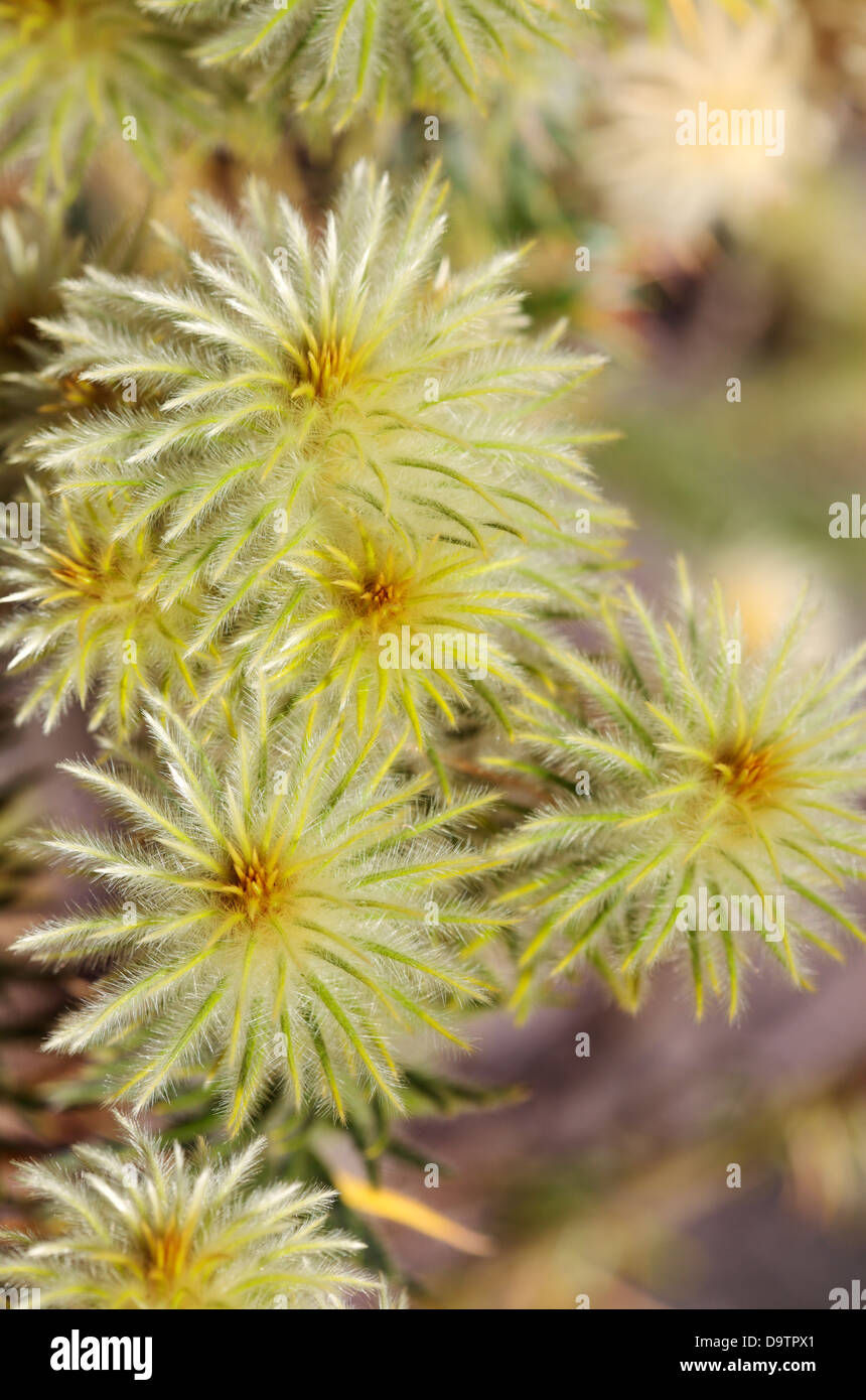 Feather Bush (Phylica pubescens), Western Cape, South Africa Stock ...
